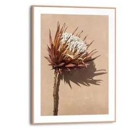 Poster Reinders "Protea Blume", braun (farbe bild(er): braun), B:30cm H:40cm T:1,6cm, MDF, Bilder, Poster