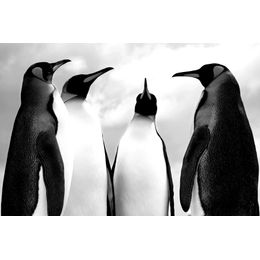 papermoon Fototapete "Pinguin Schwarz & Wei&szlig;", B/L: 5m x 2,8m, Bahnen: 10 Stk., schwarz, Schlafzimmer, Tapeten
