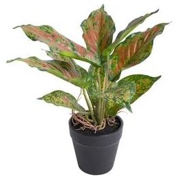 K&uuml;nstliche Zimmerpflanze BOTANIC-HAUS "Caladium", bunt (gr&uuml;n, hellgr&uuml;n, rotbraun), B:24cm H:25cm T:24cm &Oslash;:24cm, Kunststoff, Kunstpflanzen, K&uuml;nstliche Zimmerpflanze