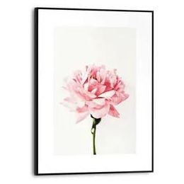 Poster Reinders "Pfingstrose", rosa (farbe bild(er): rosa), B:30cm H:40cm T:1,6cm, MDF, Bilder, Poster