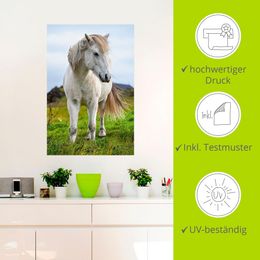 Wandbild Artland, B:60cm H:90cm, wei&szlig;, Vinyl, Wohnzimmer, Bilder, "Wei&szlig;es Islandpferd auf Wiese", als Alubild, Leinwandbild, Poster, Wandaufkleber in