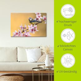 Wandbild Artland, B:60cm H:40cm, rosa, Leinwand, Wohnzimmer, Bilder, "Blaumeise an Mandelbl&uuml;ten", als Alubild, Leinwandbild, Poster, Wandaufkleber in