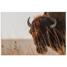 Wandbild Artland, B:30cm H:20cmfarbe bild(er): braun, Alu Dibond, Wohnzimmer, Bilder, "Bison Sunset", als Alubild, Leinwandbild, Poster,