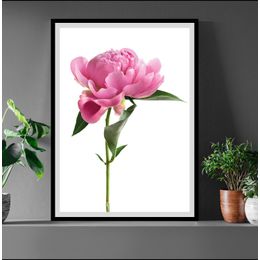 Bild queence "Gundula", rosa (farbe rahmen: schwarz, farbe bild(er): rosa), B:30cm H:40cm, Acrylglas, Holz, Papier, Bilder, Bild, gerahmt, Rosen