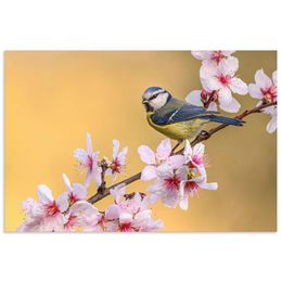 Artland Wandbild &raquo;Blaumeise an Mandelbl&uuml;ten&laquo; Vogelbilder 1 Stk. tlg. als Alubild, Leinwandbild, Poster, Wandaufkleber in verschied. Gr&ouml;&szlig;en Alu Dibond