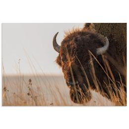 Artland Wandbild &raquo;Bison Sunset&laquo; Wildtiere 1 Stk. tlg. als Alubild, Leinwandbild, Poster, Wandaufkleber in verschied. Gr&ouml;&szlig;en Alu Dibond