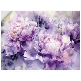 Wandbild Artland, B:40cm H:30cmfarbe bild(er): lila, Vinyl, Wohnzimmer, Bilder, "Lila Farbene Pfingstrosen Aquarell", als Alubild, Leinwandbild,