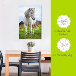Wandbild Artland, B:80cm H:120cm, wei&szlig;, Alu Dibond, Wohnzimmer, Bilder, "Wei&szlig;es Islandpferd auf Wiese", als Alubild, Leinwandbild, Poster,