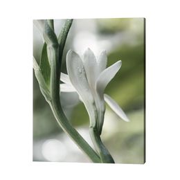 Liv Corday Bild 'Polianthes Tuberosa' Herren Gr&ouml;&szlig;e 60x80 gr&uuml;n / grasgr&uuml;n / wei&szlig;
