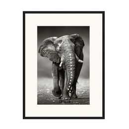 Liv Corday Bild 'African Elephant' Herren Gr&ouml;&szlig;e 30x40 dunkelgrau / schwarz / wei&szlig;