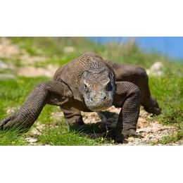 papermoon Fototapete "Komodo Drache", B/L: 5m x 2,8m, Bahnen: 10 Stk., bunt, Schlafzimmer, Tapeten