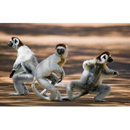 papermoon Fototapete "Tanzende Sifakas", B/L: 4,5m x 2,8m, Bahnen: 9 Stk., bunt, Schlafzimmer, Tapeten