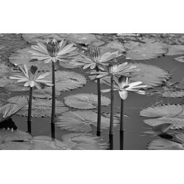 papermoon Fototapete "Seerosen, Teich, Bl&uuml;ten, Bl&auml;tter Schwarz & Wei&szlig;", B/L: 5m x 2,8m, Bahnen: 10 Stk., schwarz, Schlafzimmer, Tapeten