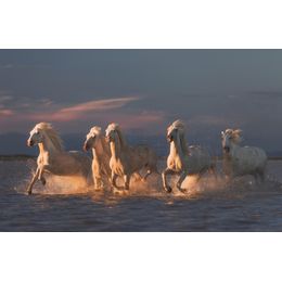 papermoon Fototapete "Photo-Art ROSTOVSKIY ANTON, CAMARGUE-PFERDE AUF SONNENUNTERGANG", B/L: 5m x 2,8m, Bahnen: 10 Stk., bunt, Schlafzimmer, Tapeten