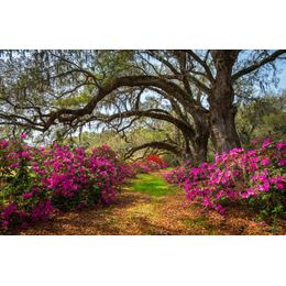 papermoon Fototapete "Fr&uuml;hlingsblumen Alte B&auml;ume", B/L: 3m x 2,23m, Bahnen: 6 Stk., bunt, Wohnzimmer, Tapeten