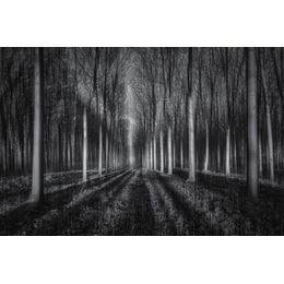 papermoon Fototapete "Photo-Art JINGSHU ZHU, IN DEN WALD", B/L: 4m x 2,6m, Bahnen: 8 Stk., bunt, Schlafzimmer, Tapeten