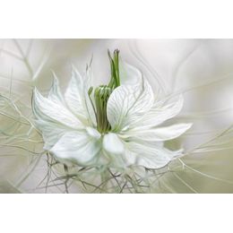 papermoon Fototapete "Photo-Art MANDY DISHER, NIGELLA", B/L: 4m x 2,6m, Bahnen: 8 Stk., bunt, Schlafzimmer, Tapeten