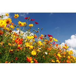 papermoon Fototapete "Blumenwiese", B/L: 4m x 2,6m, Bahnen: 8 Stk., bunt, Schlafzimmer, Tapeten