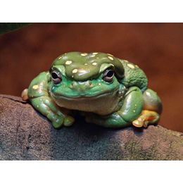papermoon Fototapete "Frosch", B/L: 4,5m x 2,8m, Bahnen: 9 Stk., bunt, Schlafzimmer, Tapeten