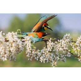 papermoon Fototapete "V&ouml;gel", B/L: 5m x 2,8m, Bahnen: 10 Stk., bunt, Schlafzimmer, Tapeten