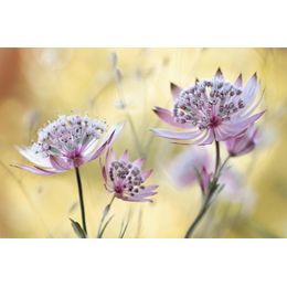papermoon Fototapete "Photo-Art MANDY DISHER, ASTRANTIA-MAJOR", B/L: 3,5m x 2,6m, Bahnen: 7 Stk., bunt, Schlafzimmer, Tapeten