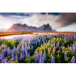 papermoon Fototapete "Blumenwiese", B/L: 5m x 2,8m, Bahnen: 10 Stk., bunt, Schlafzimmer, Tapeten