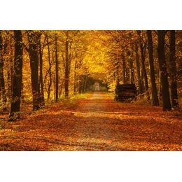 papermoon Fototapete "Waldweg", B/L: 4m x 2,6m, Bahnen: 8 Stk., bunt, Schlafzimmer, Tapeten