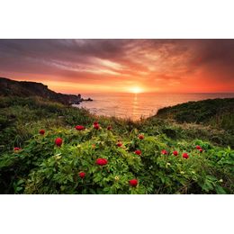 papermoon Fototapete "Blumenwiese am Meer", B/L: 5m x 2,8m, Bahnen: 10 Stk., bunt, Schlafzimmer, Tapeten