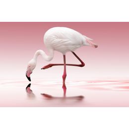 papermoon Fototapete "Photo-Art DORIS REINDL, FLAMINGO", B/L: 4m x 2,6m, Bahnen: 8 Stk., bunt, Schlafzimmer, Tapeten
