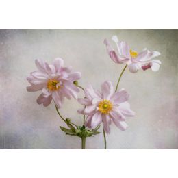 papermoon Fototapete "Photo-Art MANDY DISHER, ANEMONEN", B/L: 5m x 2,8m, Bahnen: 10 Stk., bunt, Schlafzimmer, Tapeten