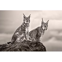 papermoon Fototapete "Photo-Art XAVIER ORTEGA, ZWEI LUCHS AUF FELSEN", B/L: 5m x 2,8m, Bahnen: 10 Stk., bunt, Schlafzimmer, Tapeten