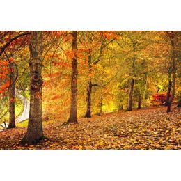papermoon Fototapete "Herbstwald", B/L: 5m x 2,8m, Bahnen: 10 Stk., bunt, Schlafzimmer, Tapeten