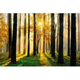 papermoon Fototapete "Sunny Forest", B/L: 2,5m x 1,8m, bunt, Tapeten