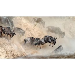 papermoon Fototapete "Tierherde", B/L: 4m x 2,6m, Bahnen: 8 Stk., bunt, Schlafzimmer, Tapeten