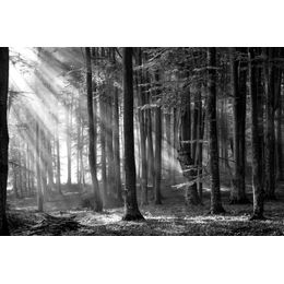 papermoon Fototapete "Wald Schwarz & Wei&szlig;", B/L: 3m x 2,23m, Bahnen: 6 Stk., schwarz, Schlafzimmer, Tapeten