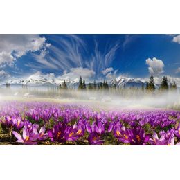 papermoon Fototapete "Karpatengebirgsblumen", B/L: 4,5m x 2,8m, Bahnen: 9 Stk., bunt, Schlafzimmer, Tapeten