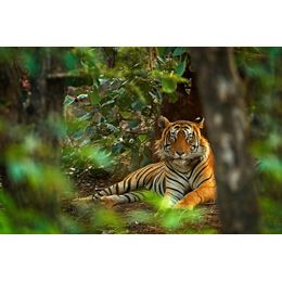 papermoon Fototapete "Tiger im Wald", B/L: 3m x 2,23m, Bahnen: 6 Stk., bunt, Schlafzimmer, Tapeten