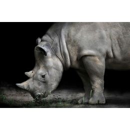 papermoon Fototapete "Nashorn", B/L: 5m x 2,8m, Bahnen: 10 Stk., bunt, Schlafzimmer, Tapeten