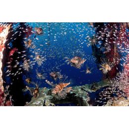 papermoon Fototapete "Photo-Art ILAN BEN TOV, LIONFISH PARTY", B/L: 4m x 2,6m, Bahnen: 8 Stk., bunt, Schlafzimmer, Tapeten