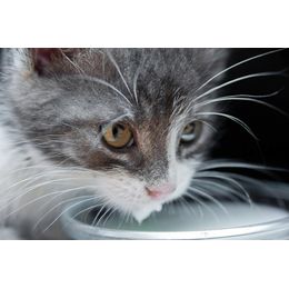 papermoon Fototapete "Katze", B/L: 4,5m x 2,8m, Bahnen: 9 Stk., bunt, Schlafzimmer, Tapeten