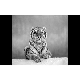 papermoon Fototapete "Tiger Portrait Schwarz & Wei&szlig;", B/L: 4m x 2,6m, Bahnen: 8 Stk., schwarz, Schlafzimmer, Tapeten
