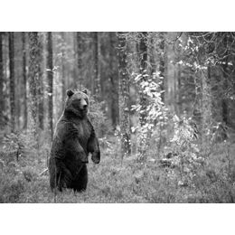 papermoon Fototapete "B&auml;r im Wald Schwarz & Wei&szlig;", B/L: 4,5m x 2,8m, Bahnen: 9 Stk., schwarz, Schlafzimmer, Tapeten