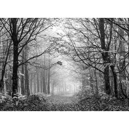 papermoon Fototapete "Wald Schwarz & Wei&szlig;", B/L: 4m x 2,6m, Bahnen: 8 Stk., schwarz, Schlafzimmer, Tapeten