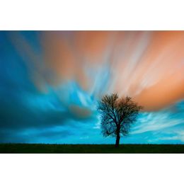 papermoon Fototapete "Baum auf Wiese", B/L: 4,5m x 2,8m, Bahnen: 9 Stk., bunt, Schlafzimmer, Tapeten