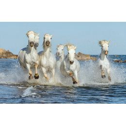 papermoon Fototapete "PFERDE-CAMARGUE GALLOP STRAND MEER TIERE K&Uuml;STE PROVENCE", B/L: 2,5m x 1,86m, Bahnen: 5 Stk., bunt, Schlafzimmer, Tapeten