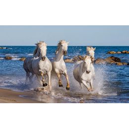 papermoon Fototapete "Camargue-Pferde", B/L: 4,5m x 2,8m, Bahnen: 9 Stk., bunt, Schlafzimmer, Tapeten
