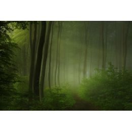 papermoon Fototapete "Photo-Art NORBERT MAIER, WALDMORGEN", B/L: 4m x 2,6m, Bahnen: 8 Stk., bunt, Schlafzimmer, Tapeten