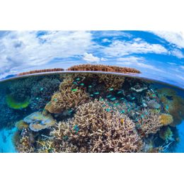 papermoon Fototapete "Photo-Art BARATHIEU GABRIEL, SPLIT-LEVEL VON MAYOTTE REEF", B/L: 4,5m x 2,8m, Bahnen: 9 Stk., bunt, Schlafzimmer, Tapeten