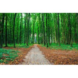 papermoon Fototapete "Waldweg", B/L: 4m x 2,6m, Bahnen: 8 Stk., bunt, Schlafzimmer, Tapeten