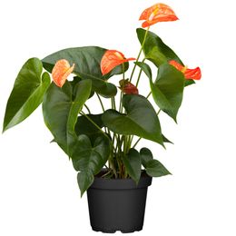 toom Flamingoblume 'Orange Champion' orange 14 cm Topf